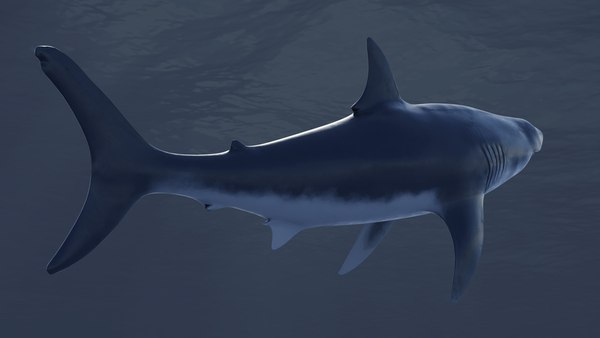 modelo 3d Gran tiburón blanco aparejado en Blender - TurboSquid 2009419
