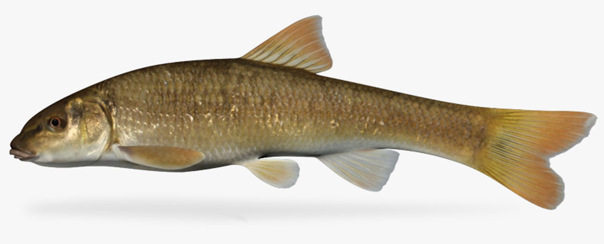 3d Campostoma Spadiceum Highland Stoneroller Model