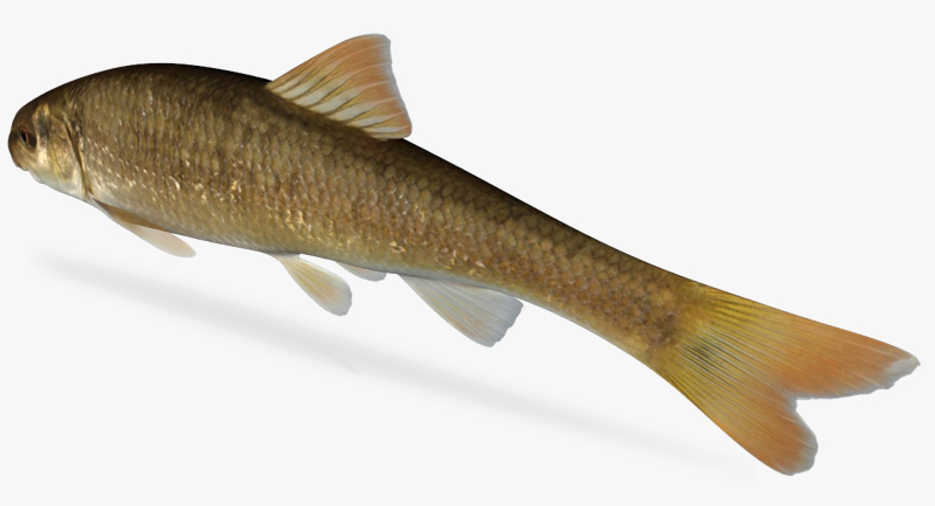 3d Campostoma Spadiceum Highland Stoneroller Model