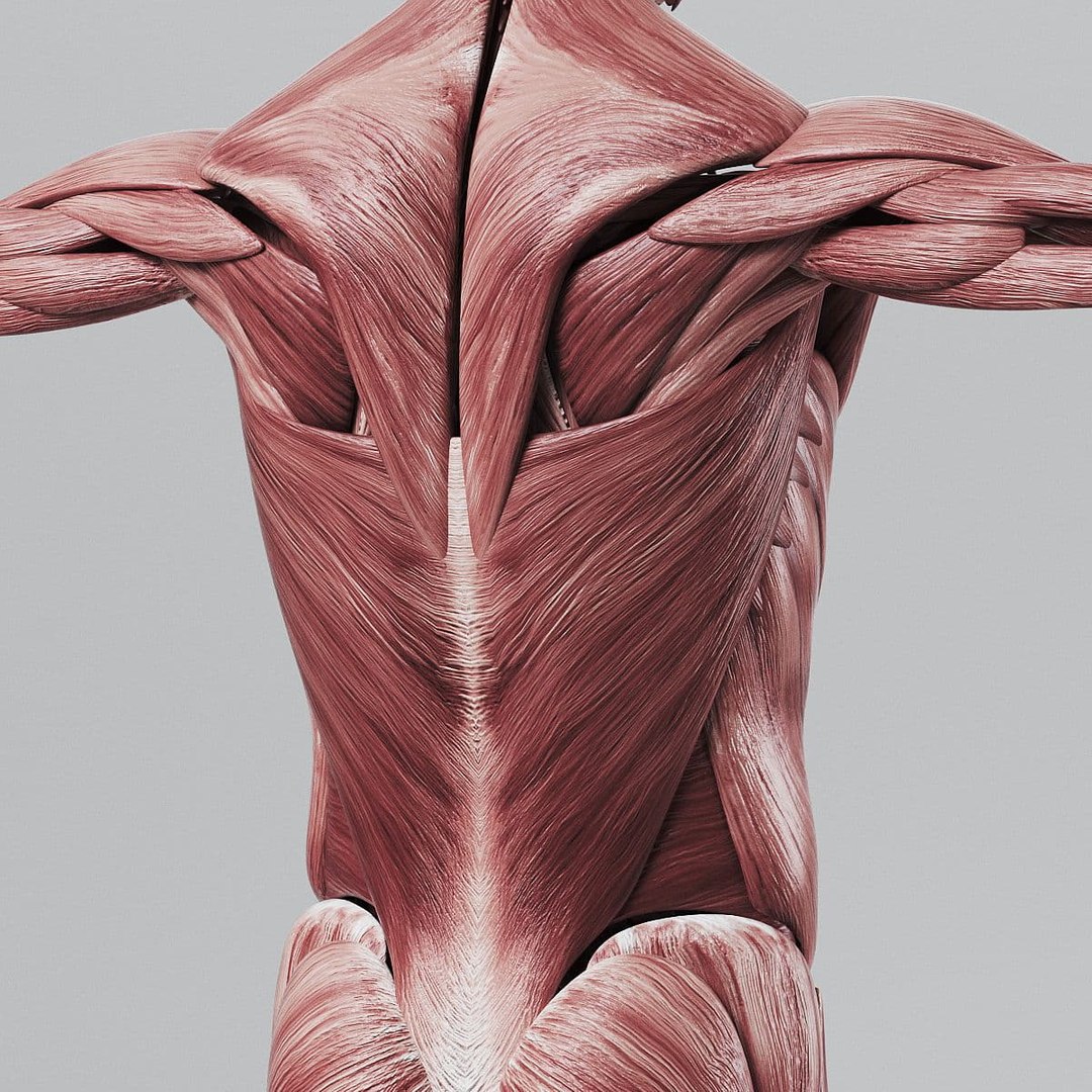 Maya Anatomically Human Muscular