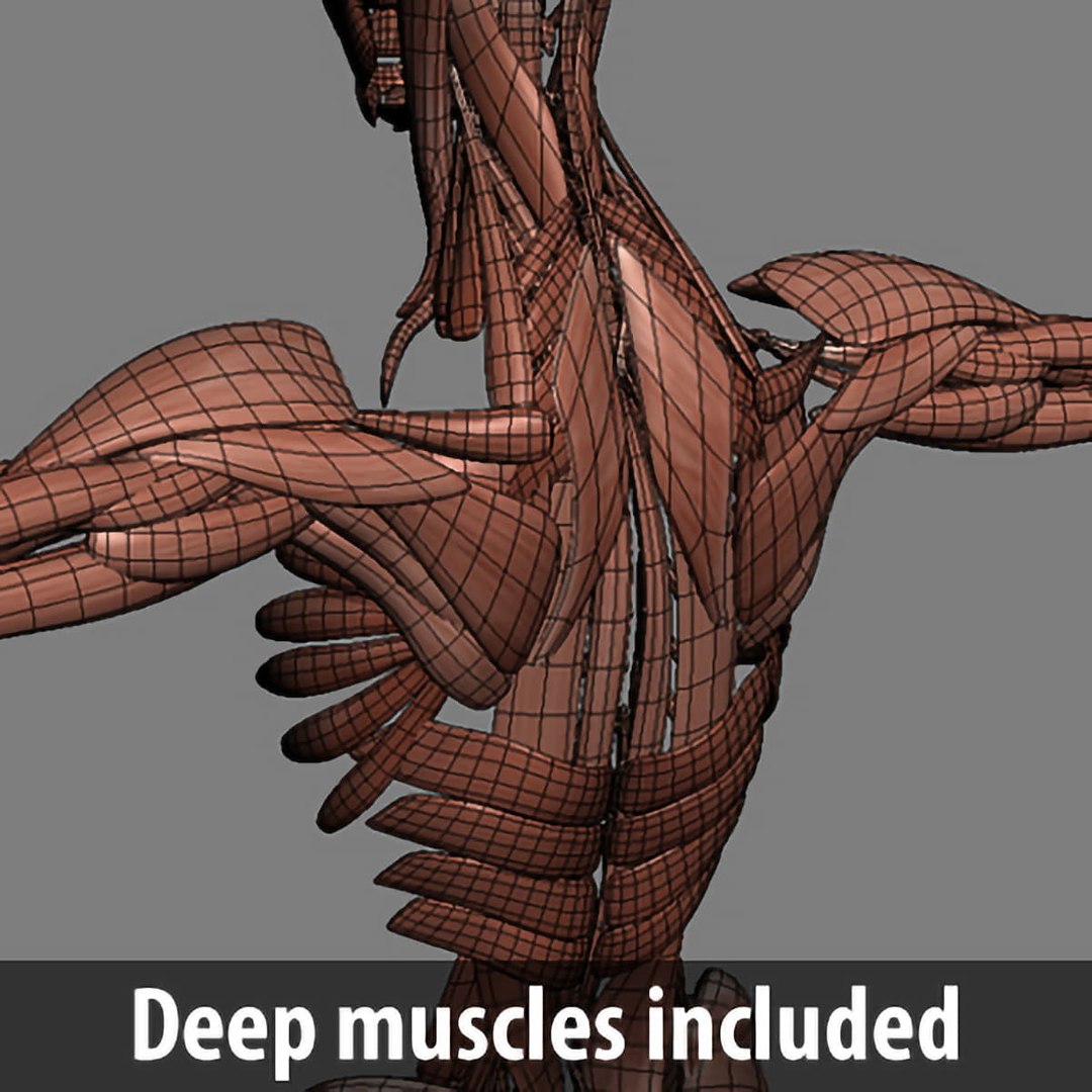 Maya Anatomically Human Muscular
