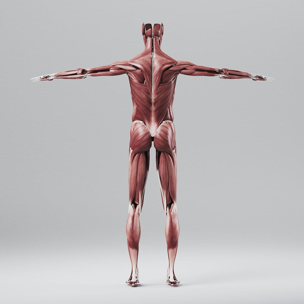 maya anatomically human muscular