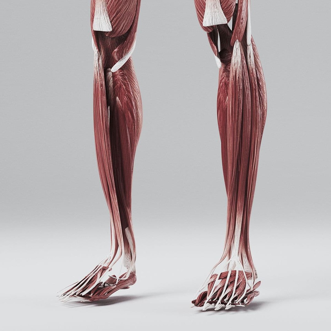 Maya Anatomically Human Muscular