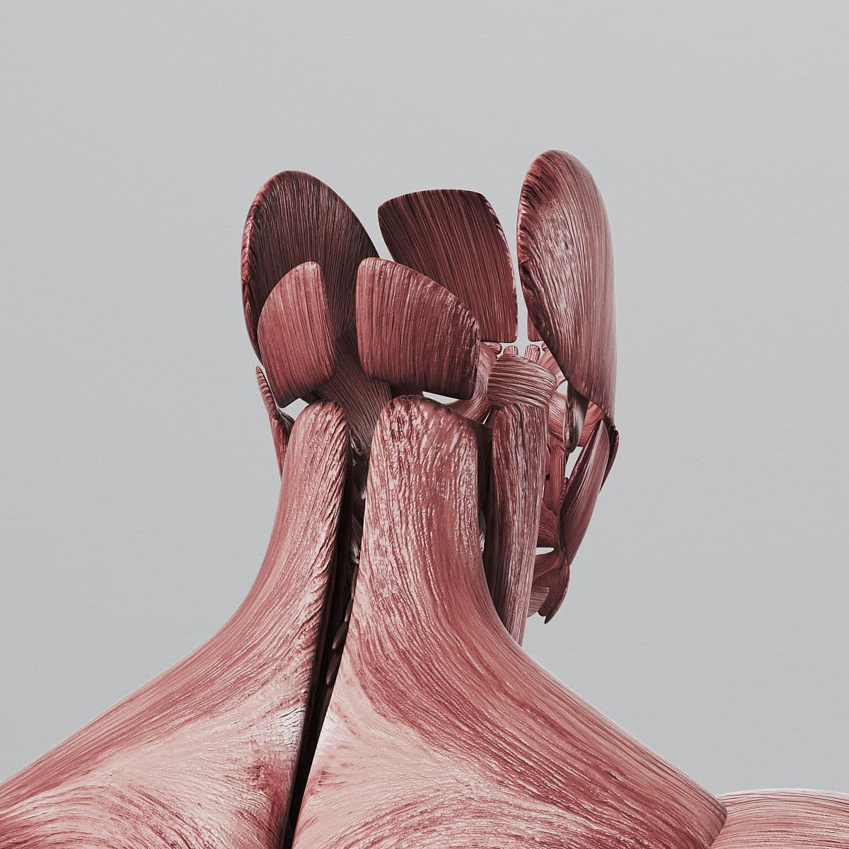 maya anatomically human muscular