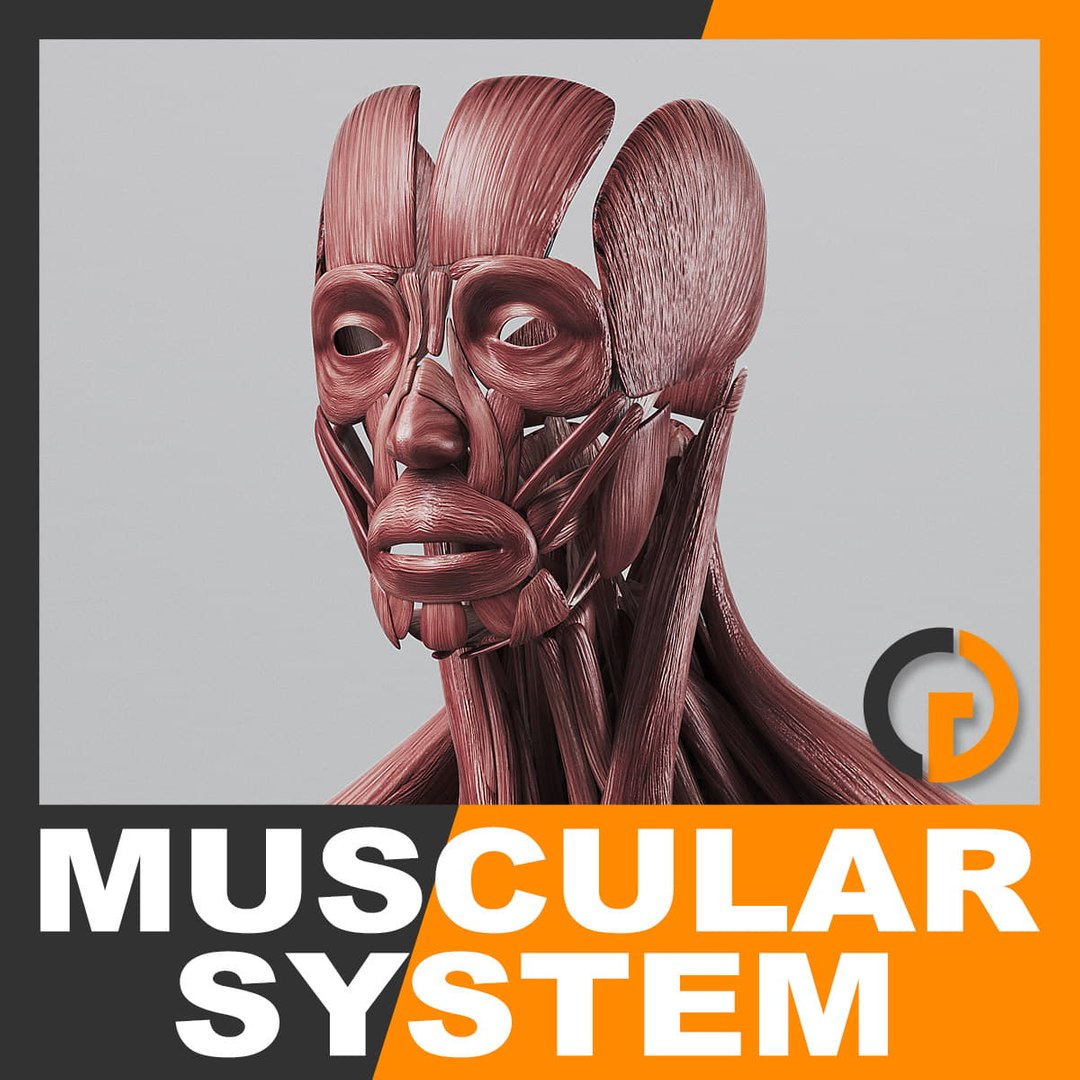 Maya Anatomically Human Muscular
