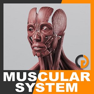 Muscular System 3D Models for Download | TurboSquid