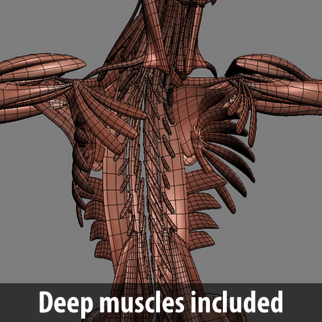 Maya Anatomically Human Muscular