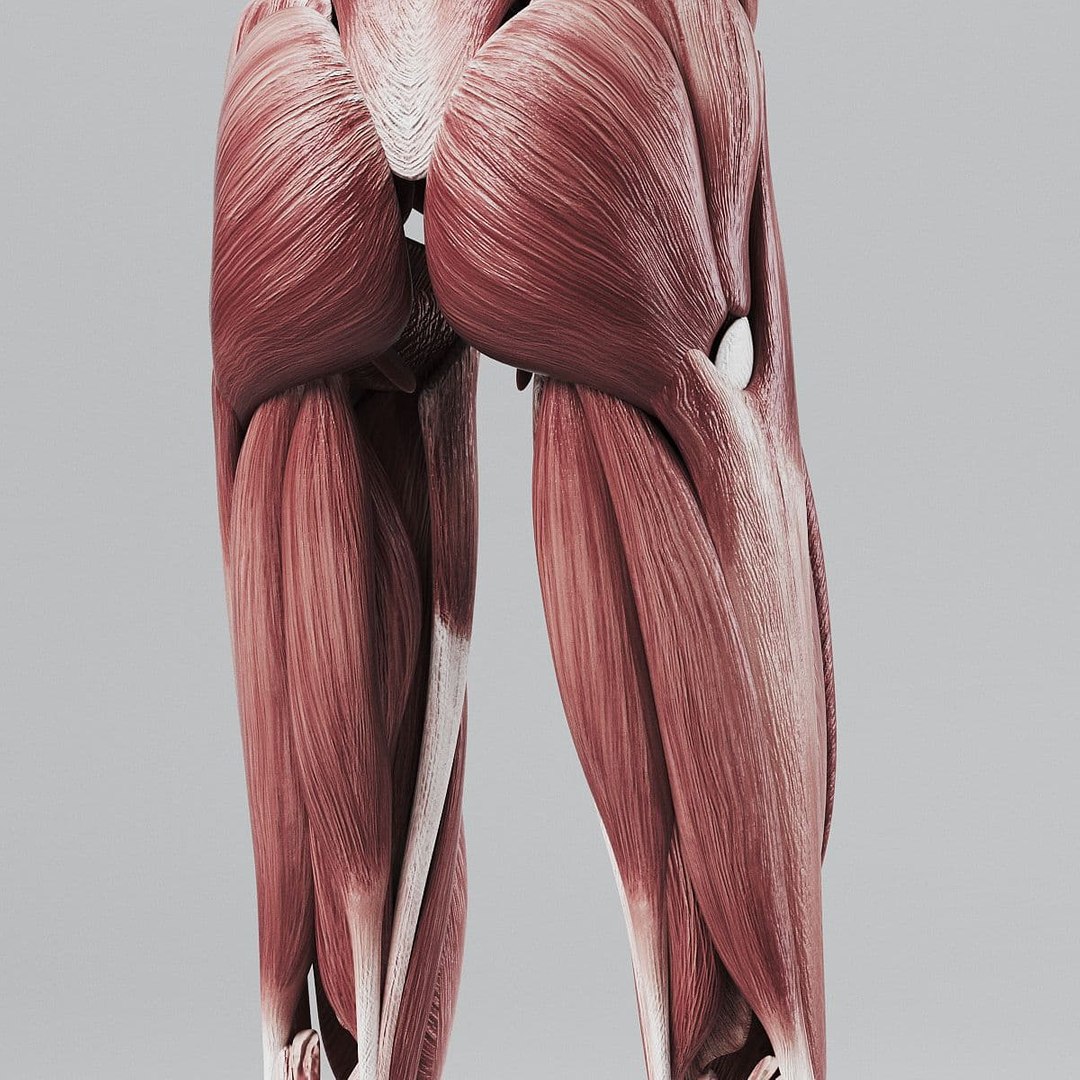maya anatomically human muscular