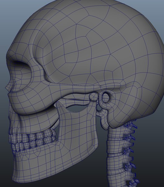 3d model human skeleton