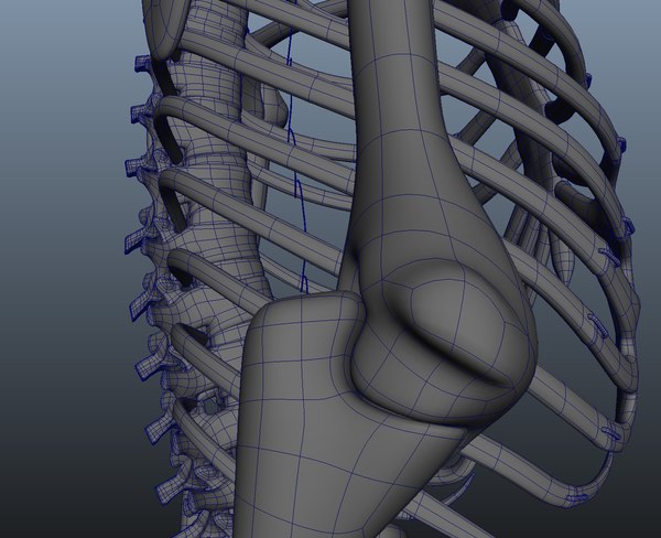 3d model human skeleton