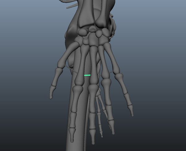 3d model human skeleton