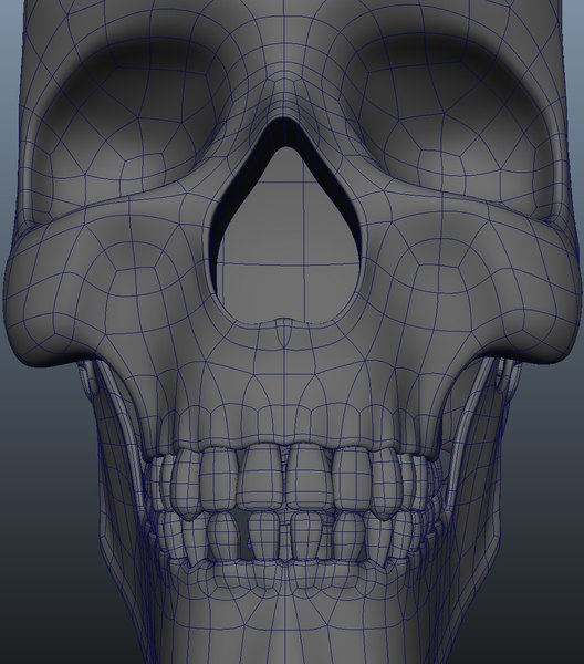 3d model human skeleton