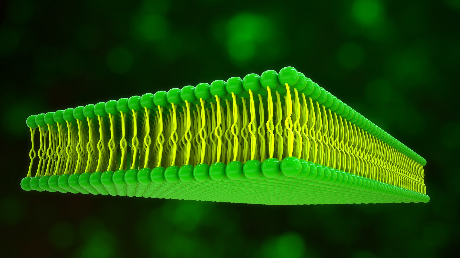 3D Lipids Broad Group Of Organic Compounds - TurboSquid 2186210