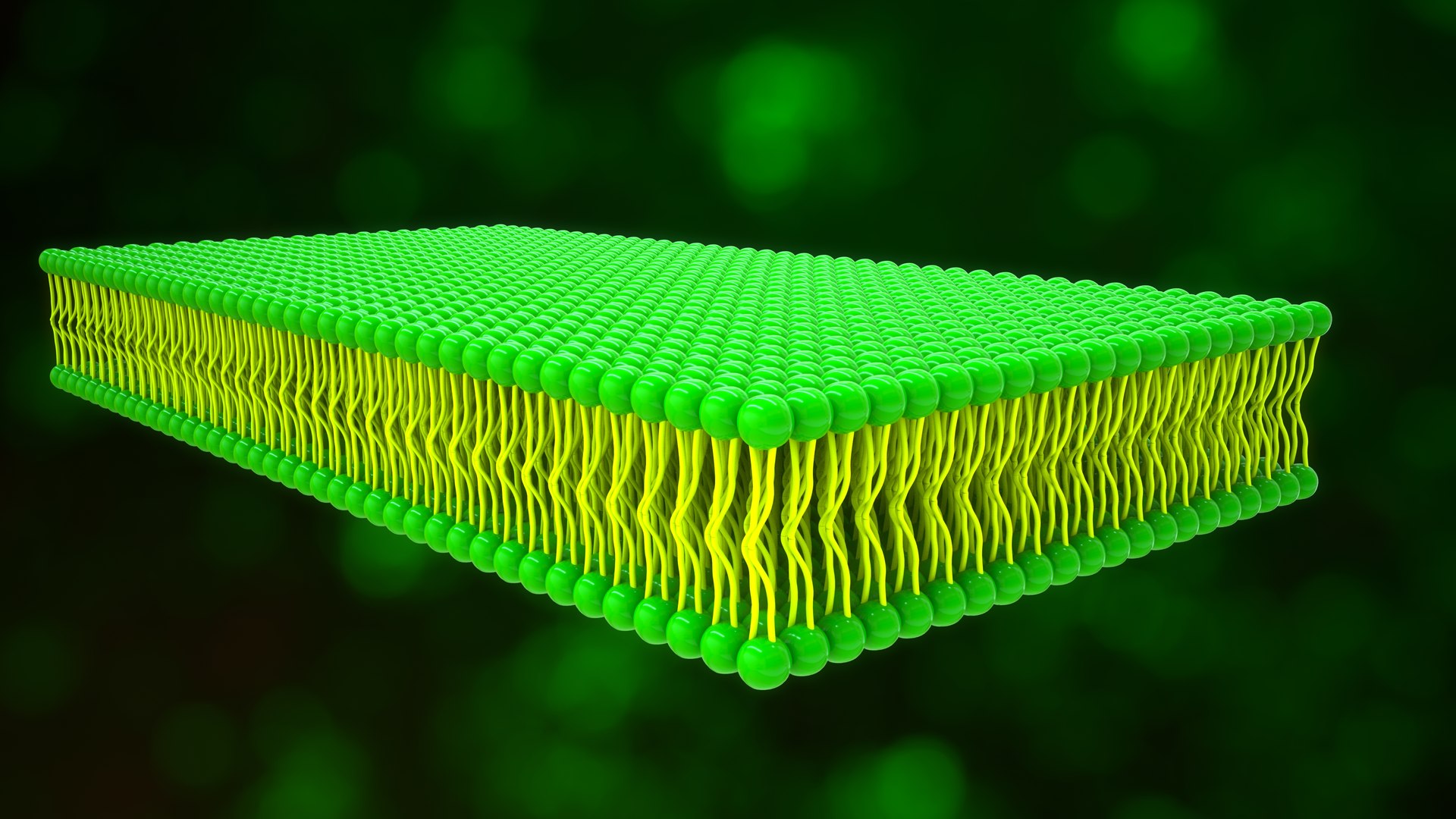 3D Lipids Broad Group Of Organic Compounds - TurboSquid 2186210