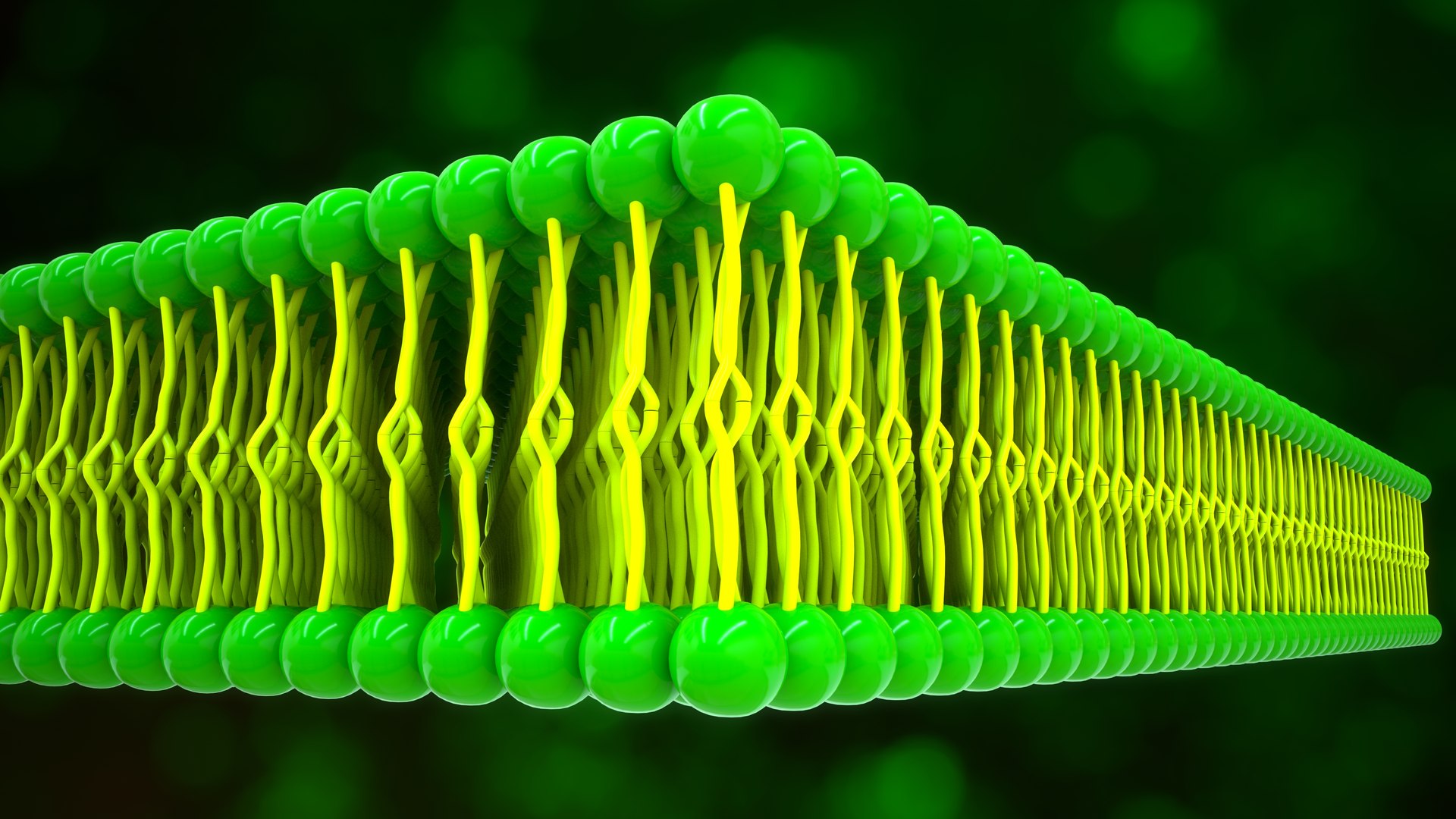 3D Lipids Broad Group Of Organic Compounds - TurboSquid 2186210