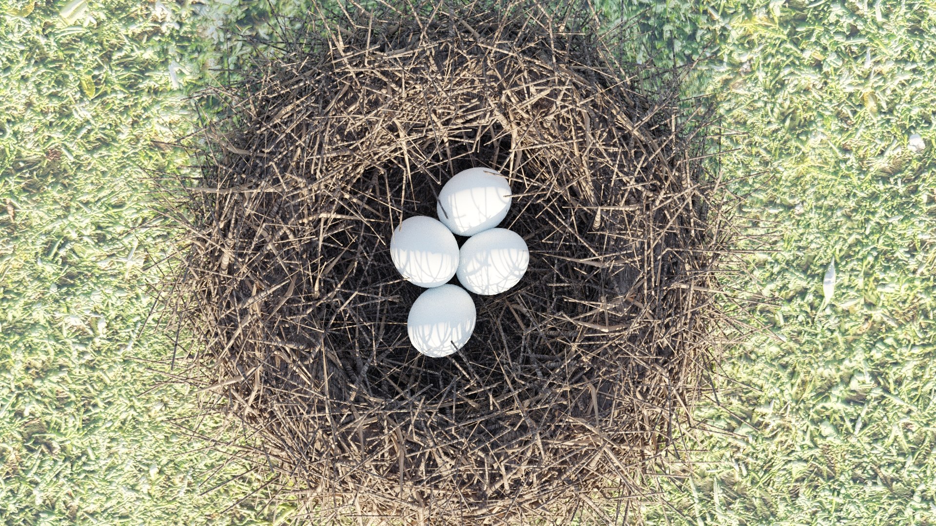 BIRDs NEST 3D Model - TurboSquid 1811647