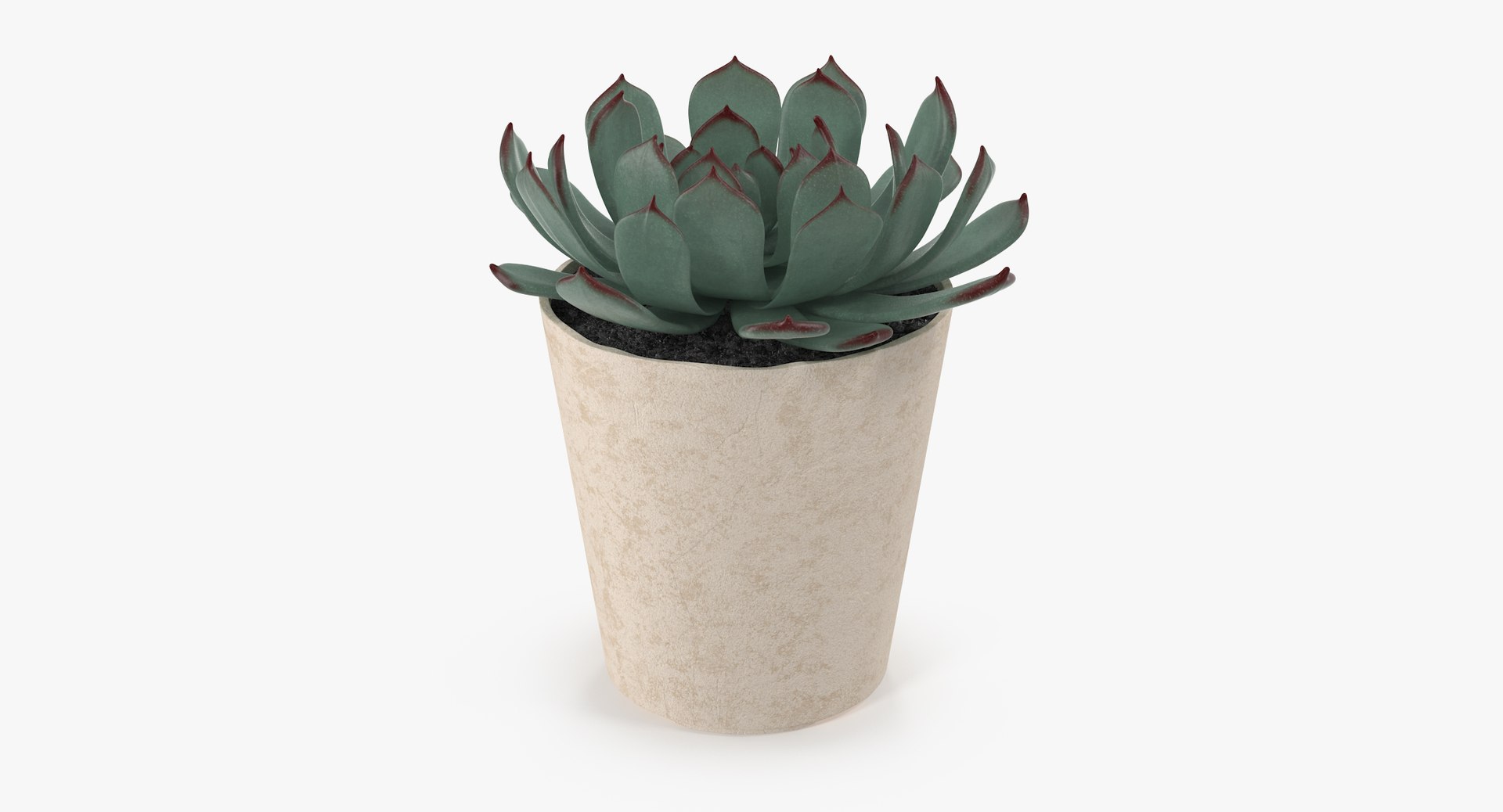 3d Succulent