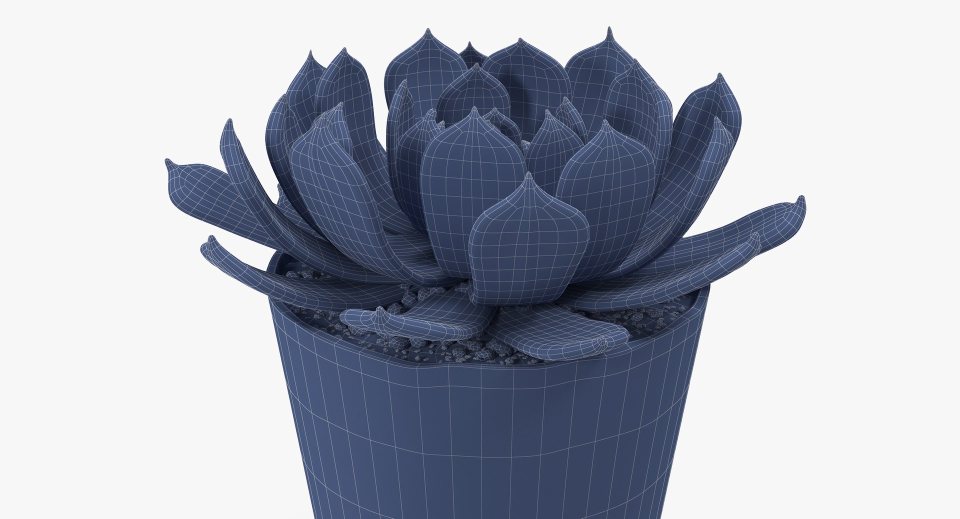 3d Succulent