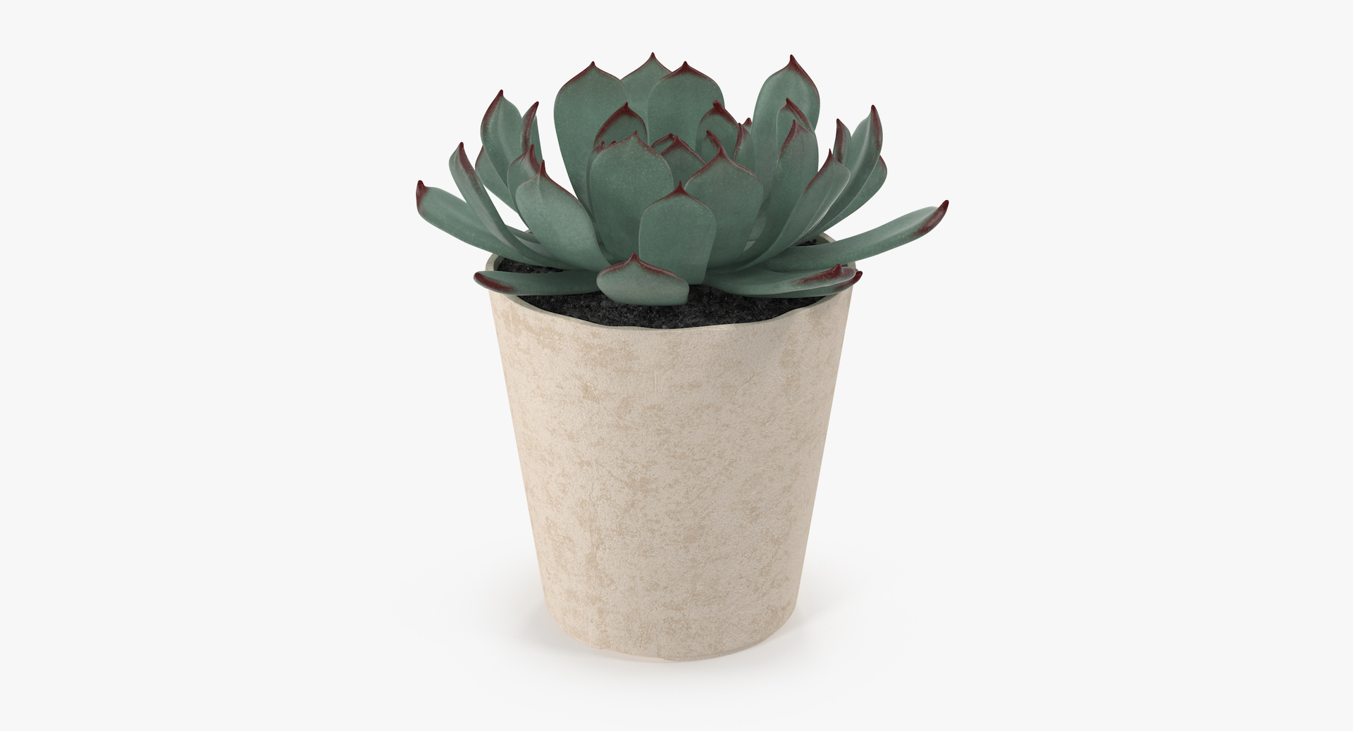 3d Succulent