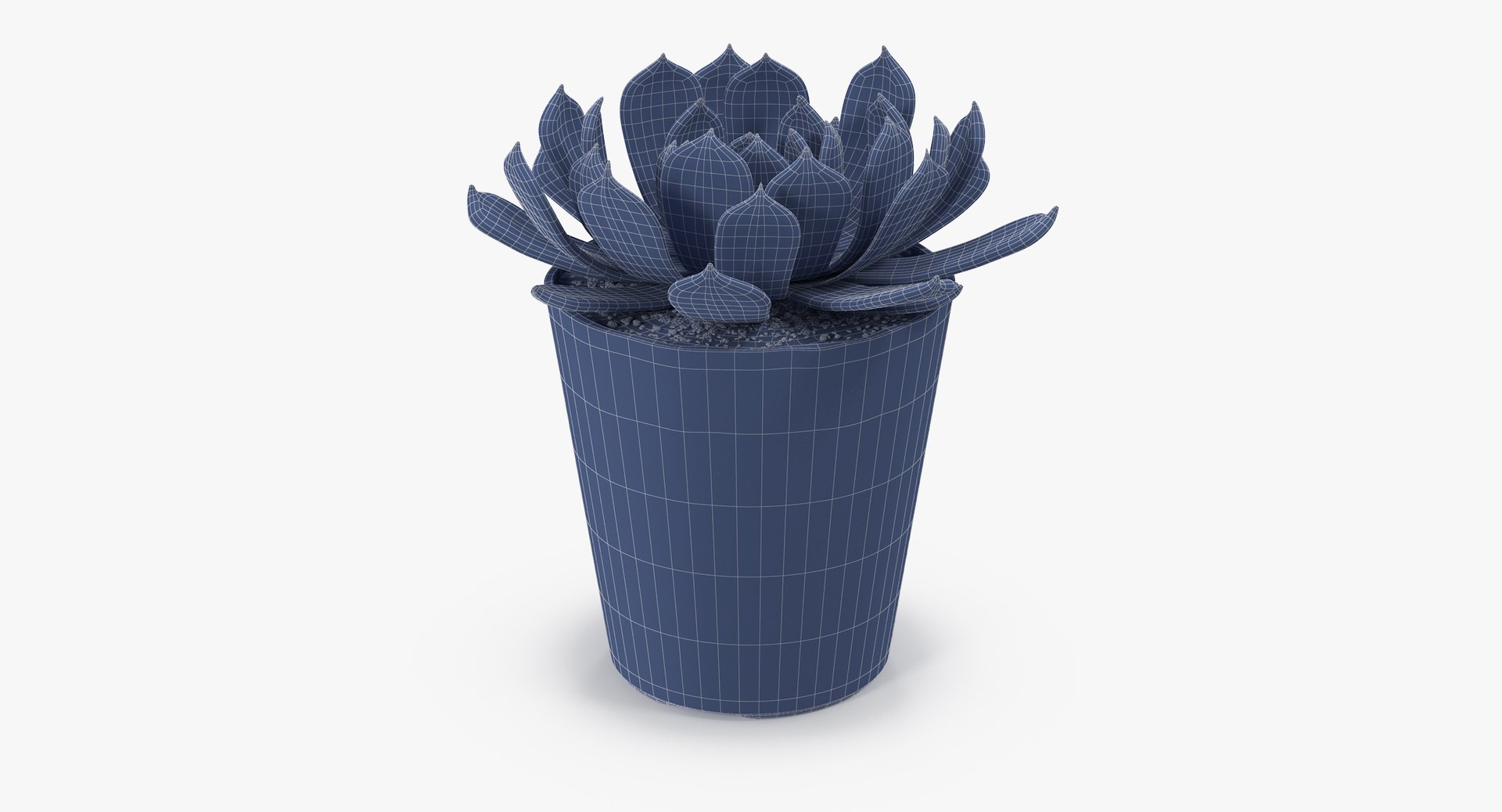3d Succulent
