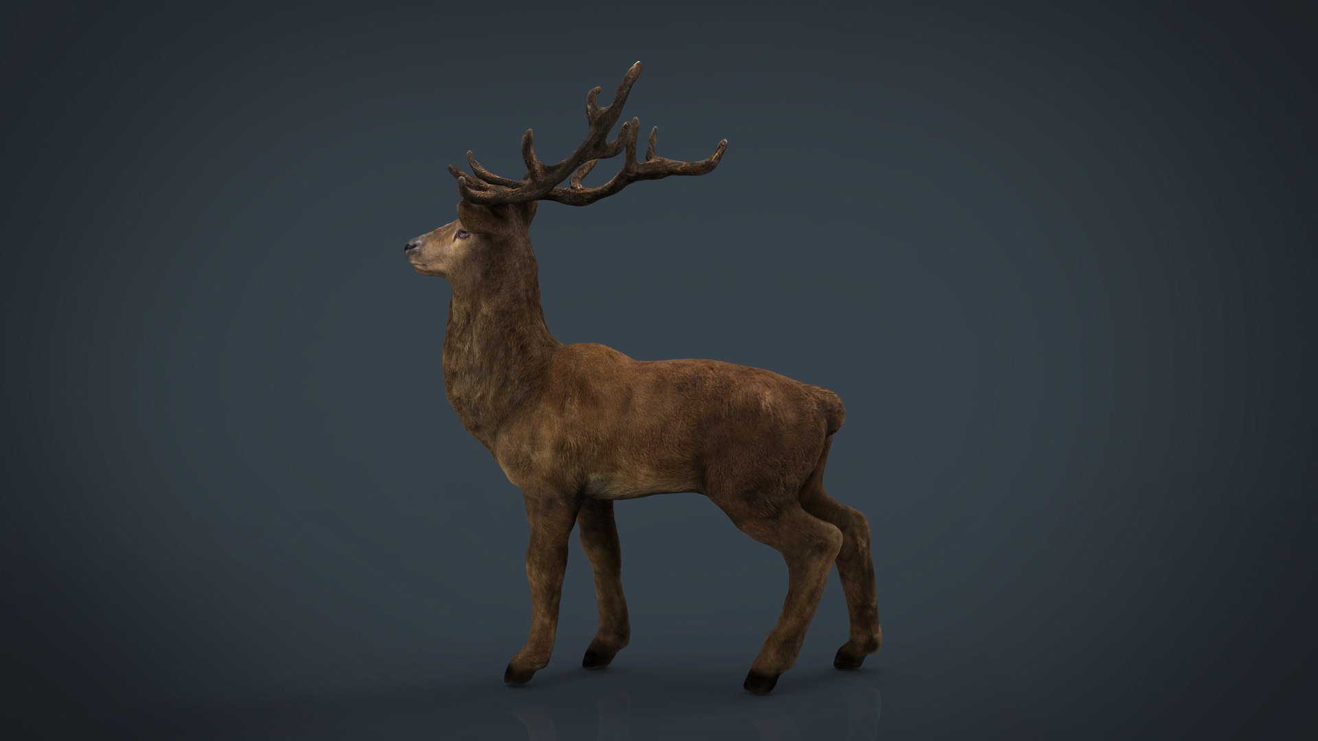 3D Model Realistic Deer - TurboSquid 1397524