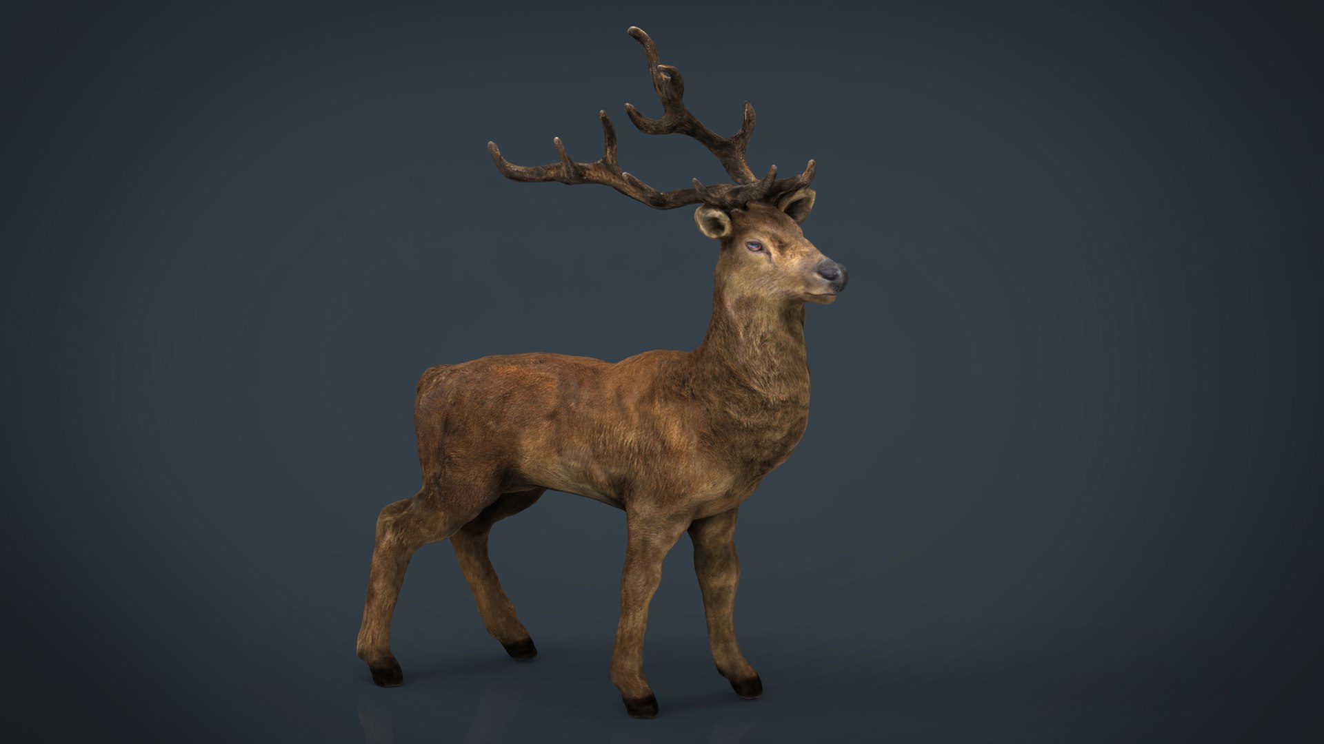 3D Model Realistic Deer - TurboSquid 1397524
