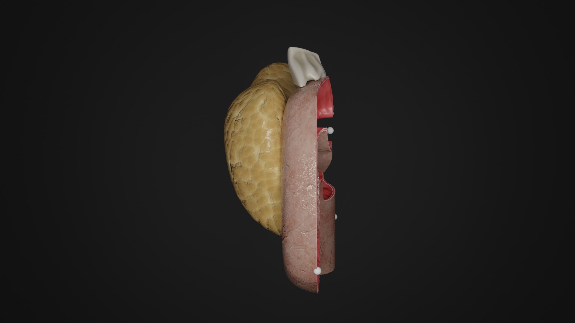 3D Human Anatomy-Small Intestine Model - TurboSquid 2230081