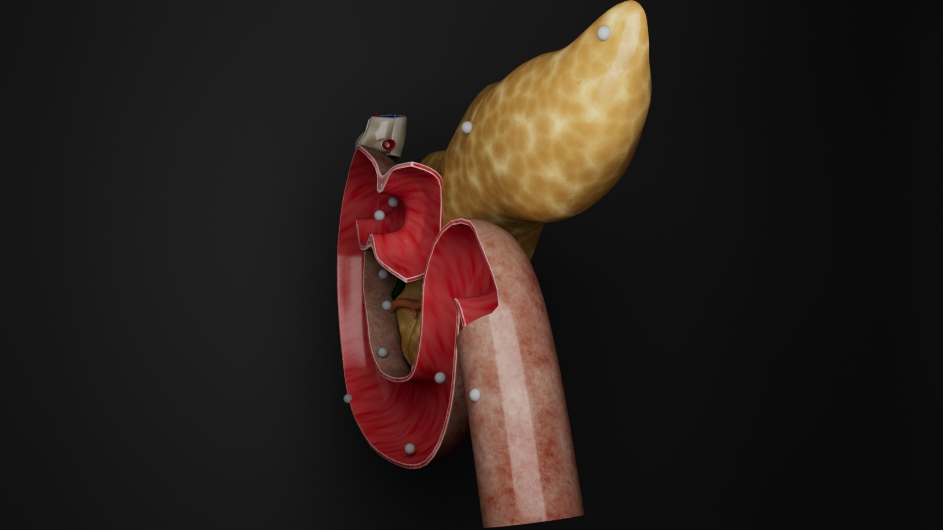 3D Human Anatomy-Small Intestine Model - TurboSquid 2230081