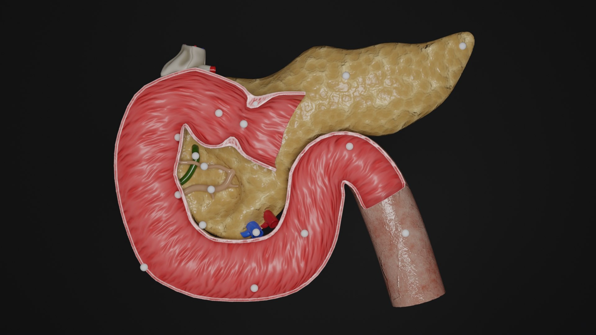 3D Human Anatomy-Small Intestine Model - TurboSquid 2230081