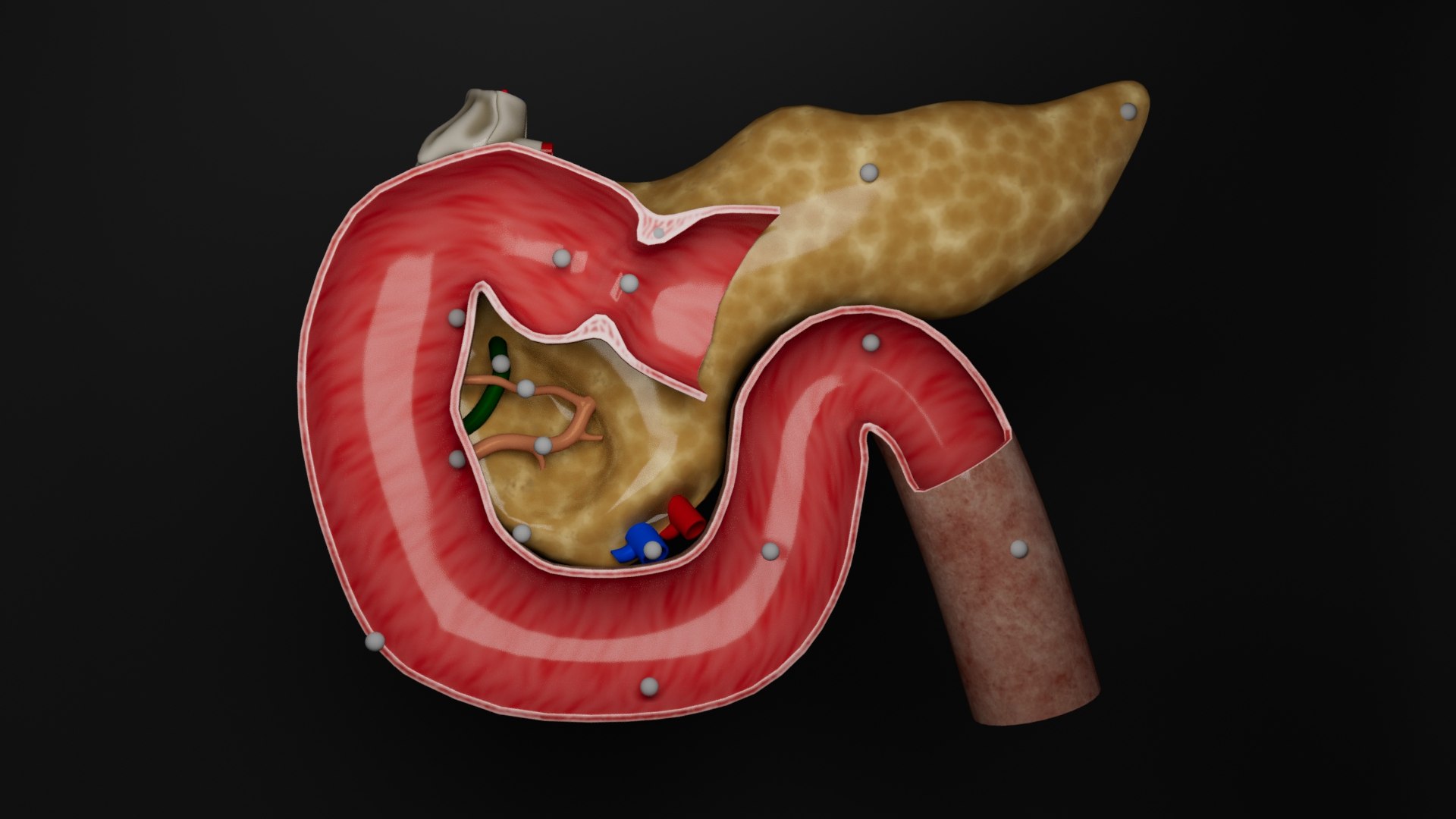 3D Human Anatomy-Small Intestine Model - TurboSquid 2230081
