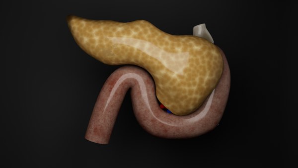 modelo 3d Anatomía humana-Intestino delgado - TurboSquid 2230081