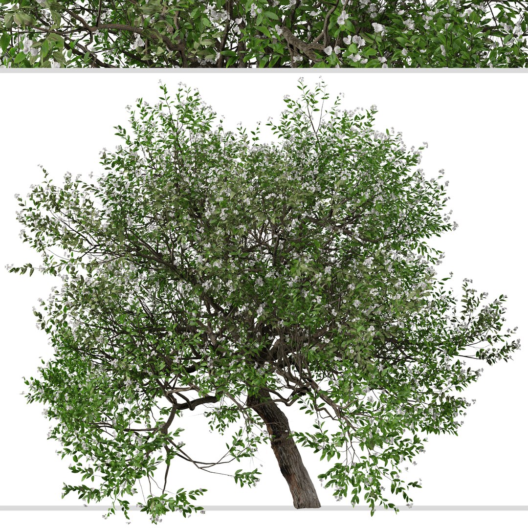 3D Set Of Evergreen Pear Or Pyrus Kawakamii Tree - TurboSquid 1969015