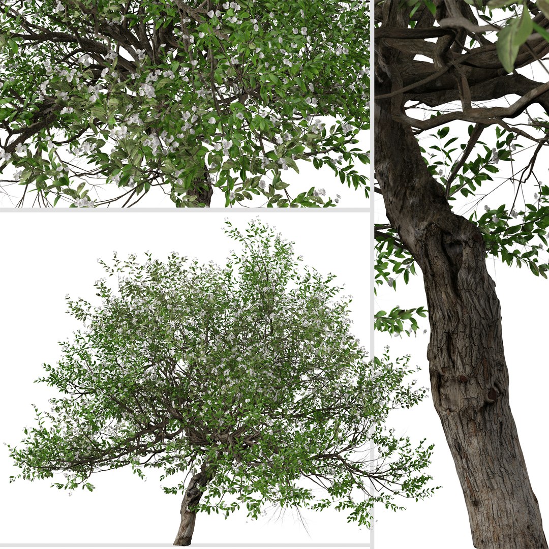 3D Set Of Evergreen Pear Or Pyrus Kawakamii Tree - TurboSquid 1969015