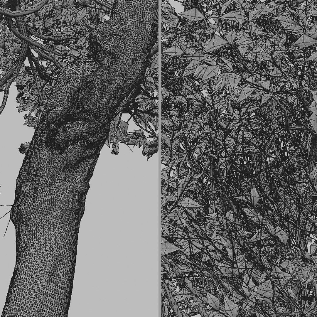 3D Set Of Evergreen Pear Or Pyrus Kawakamii Tree - TurboSquid 1969015