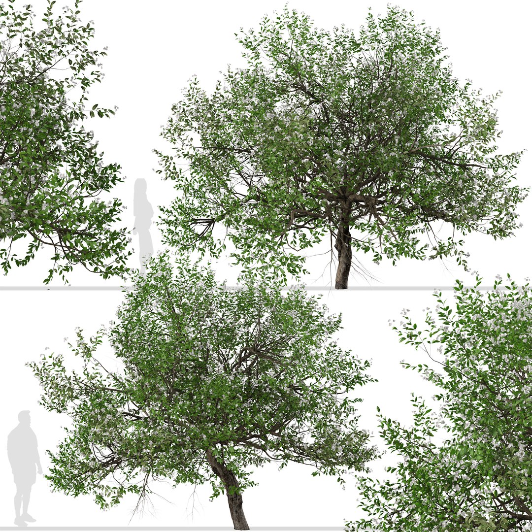 3D Set Of Evergreen Pear Or Pyrus Kawakamii Tree - TurboSquid 1969015
