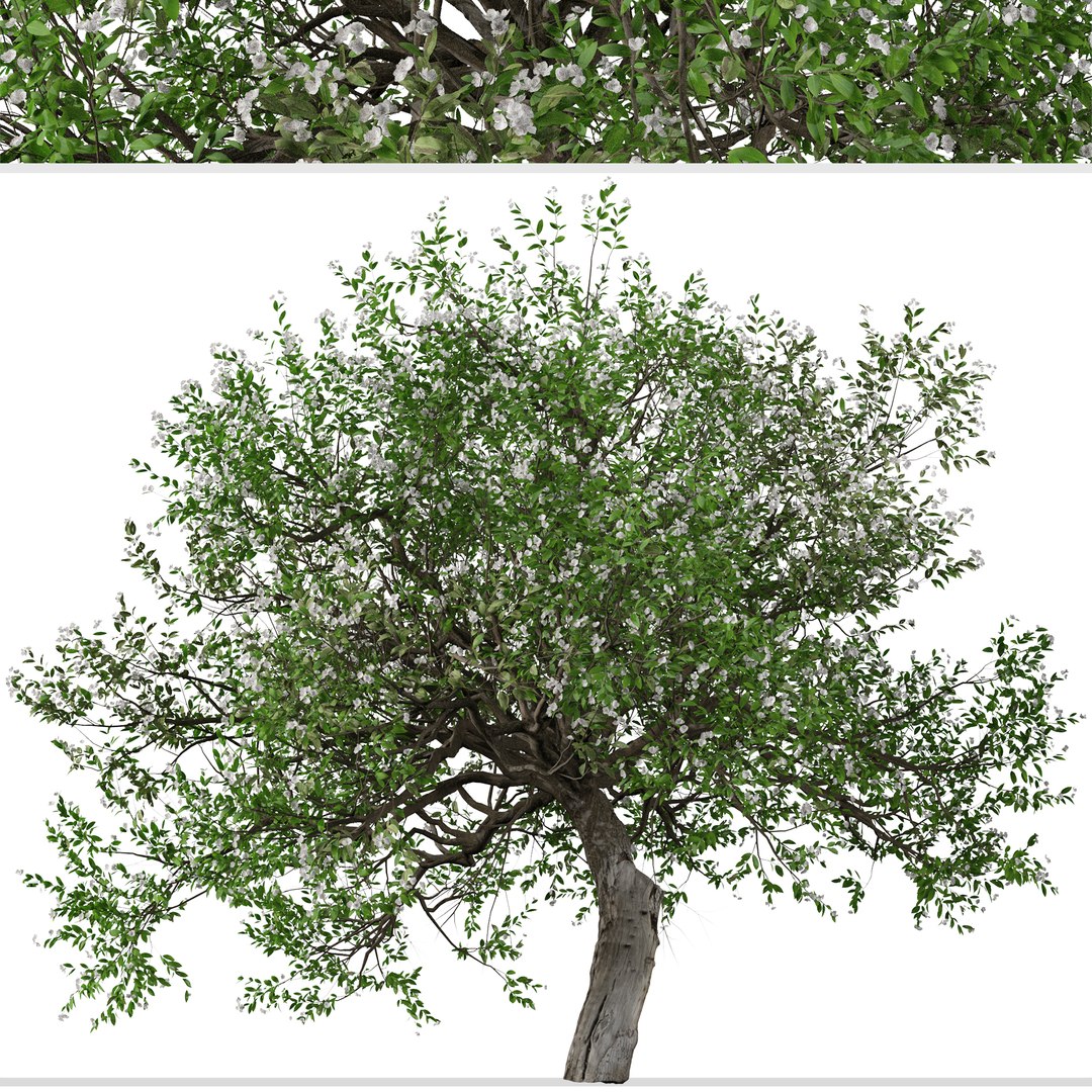 3D Set Of Evergreen Pear Or Pyrus Kawakamii Tree - TurboSquid 1969015