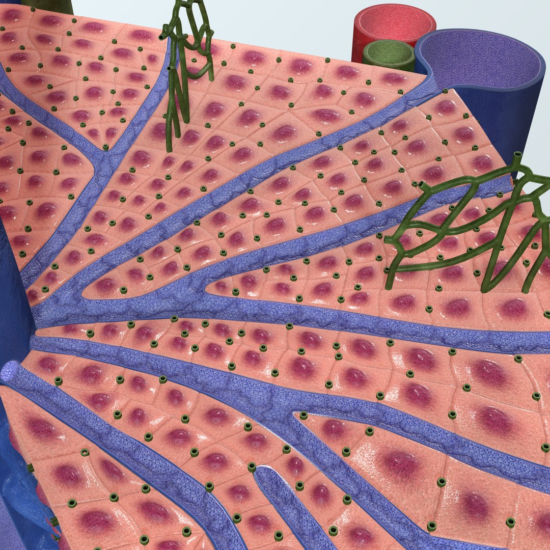 3D Realistic Liver Lobule Anatomy Model - TurboSquid 1191337