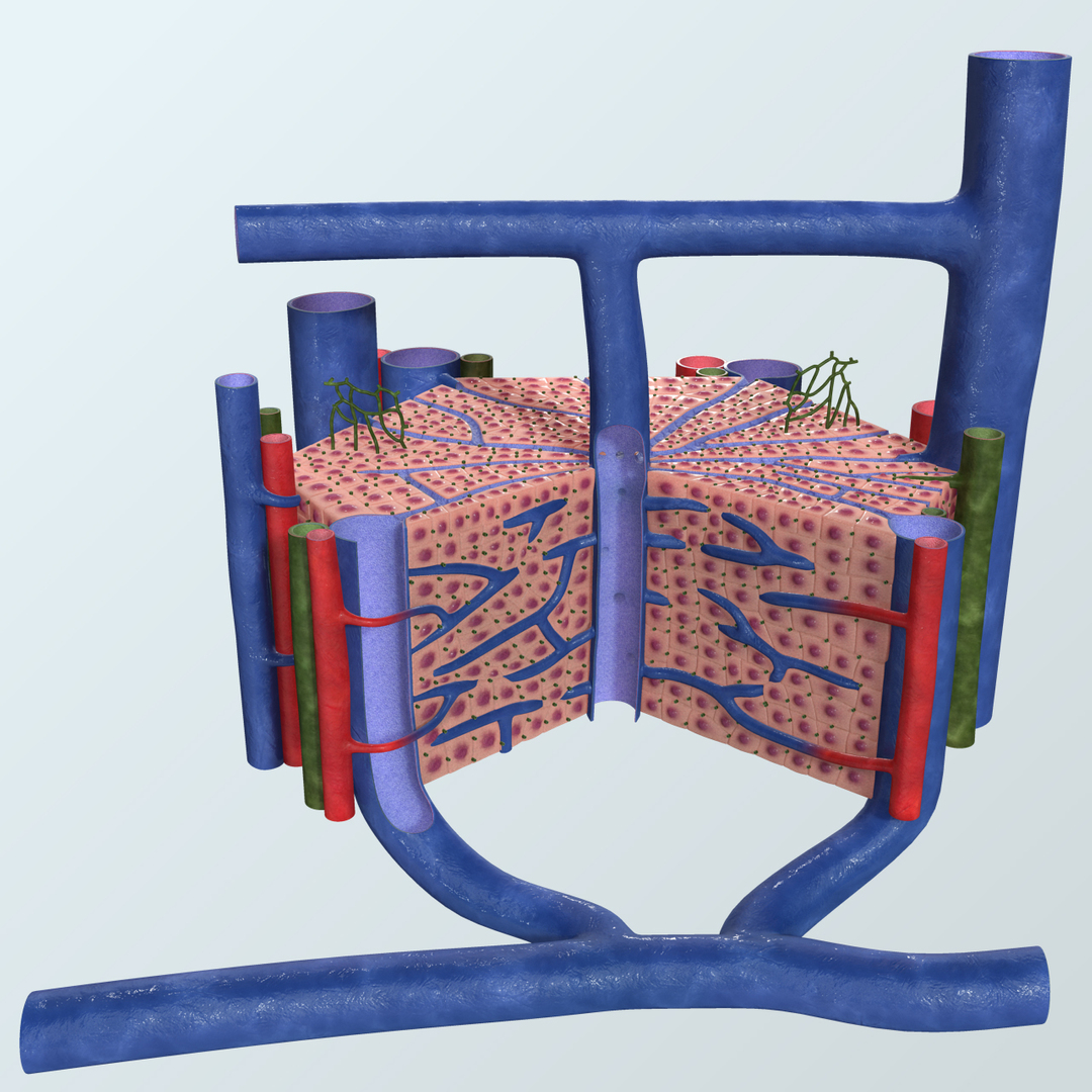 3D realistic liver lobule anatomy model - TurboSquid 1191337