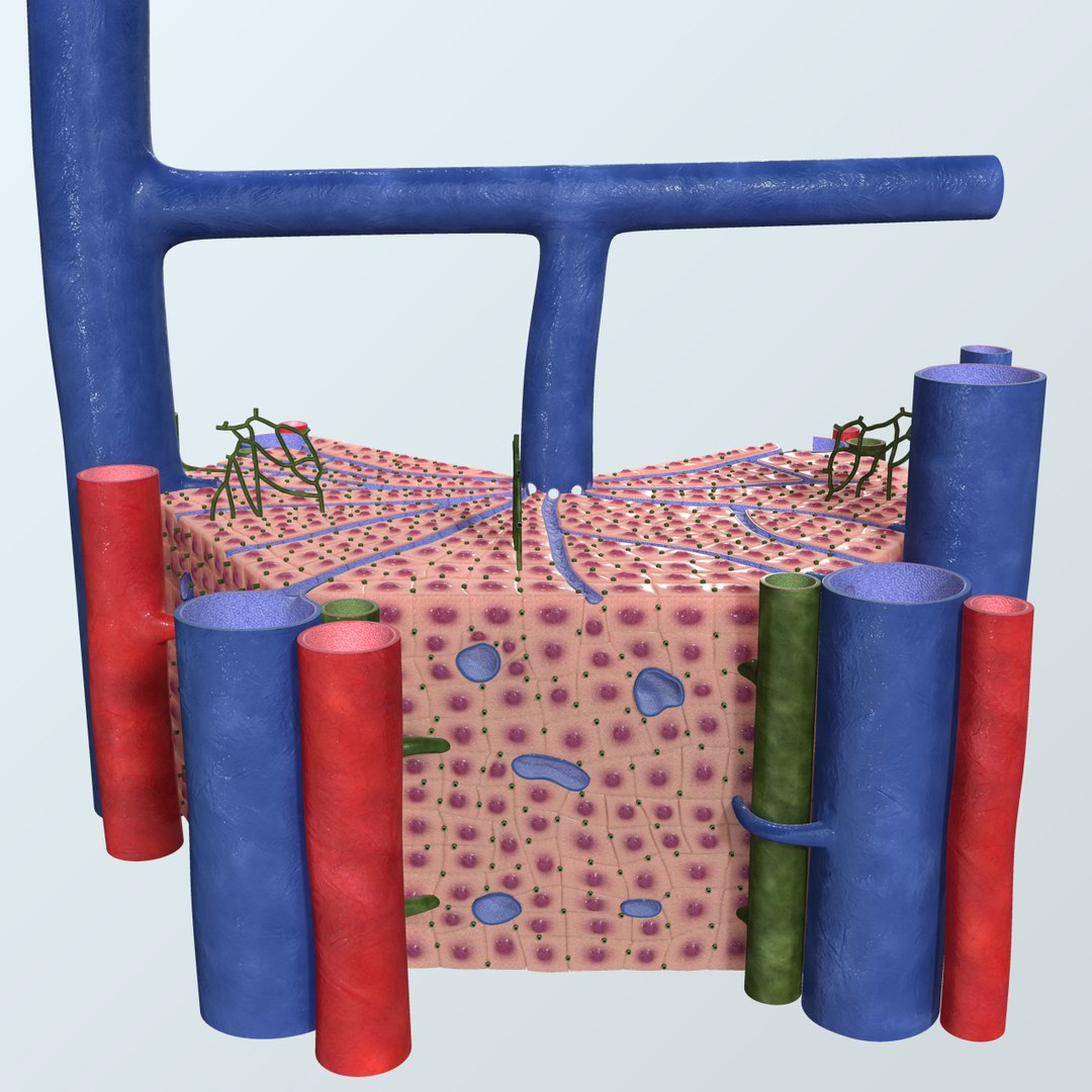 3D Realistic Liver Lobule Anatomy Model - TurboSquid 1191337