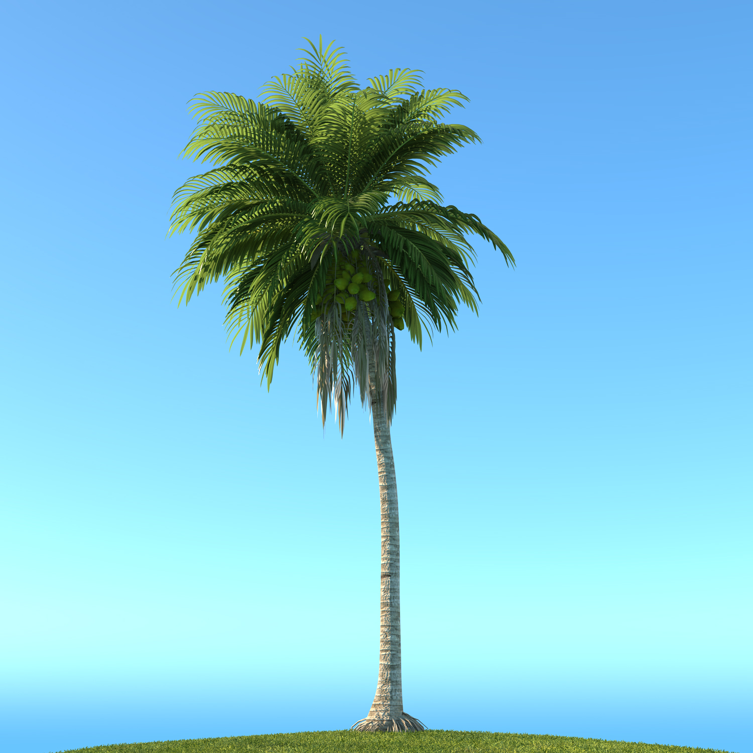 realistic coconut palm tree 3d max