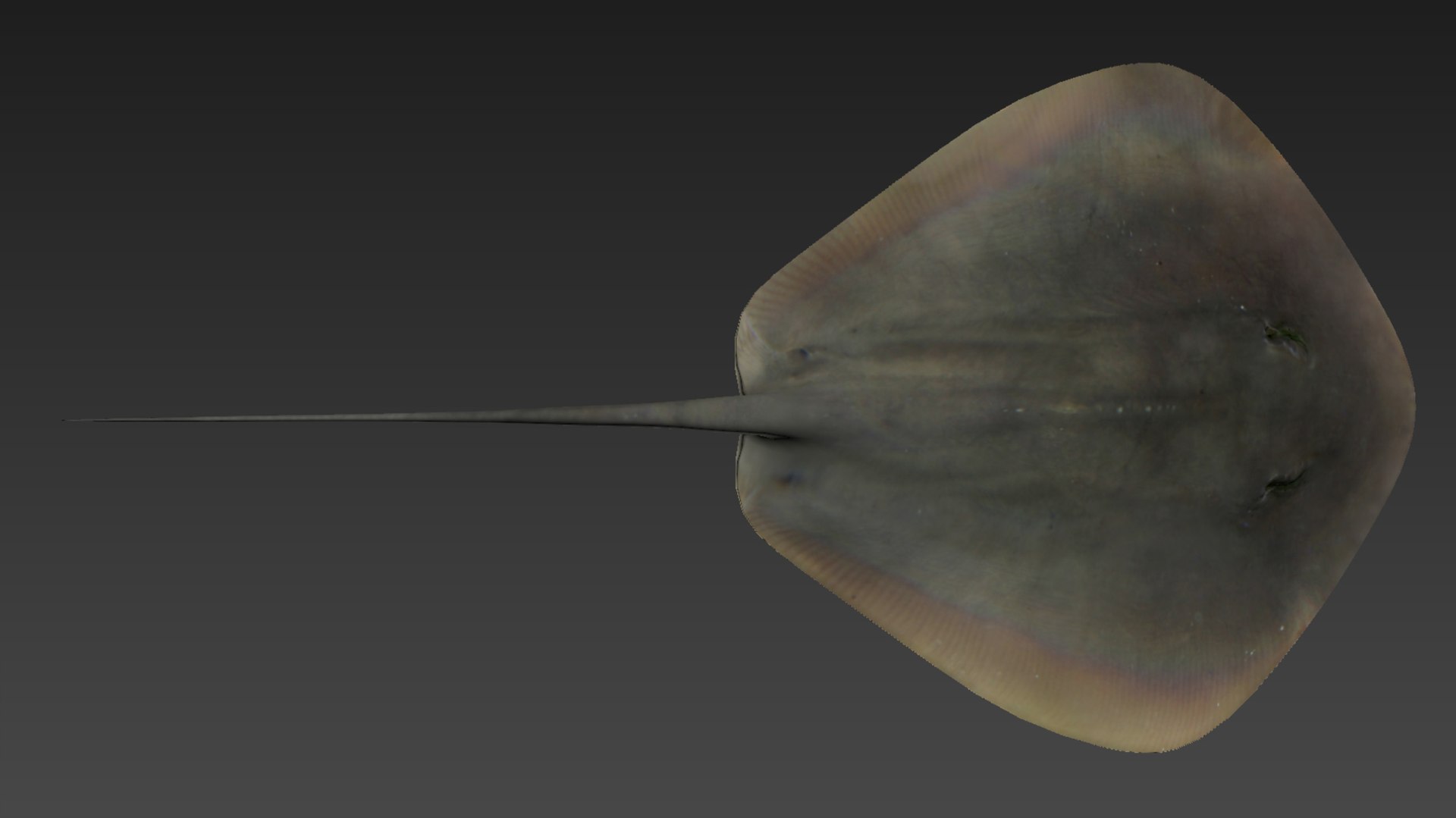 Stingray Swimming Animation 3D Model - TurboSquid 1404917