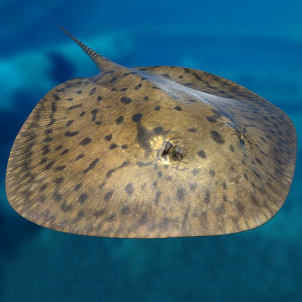 Animated Manta Ray 3D Models for Download | TurboSquid