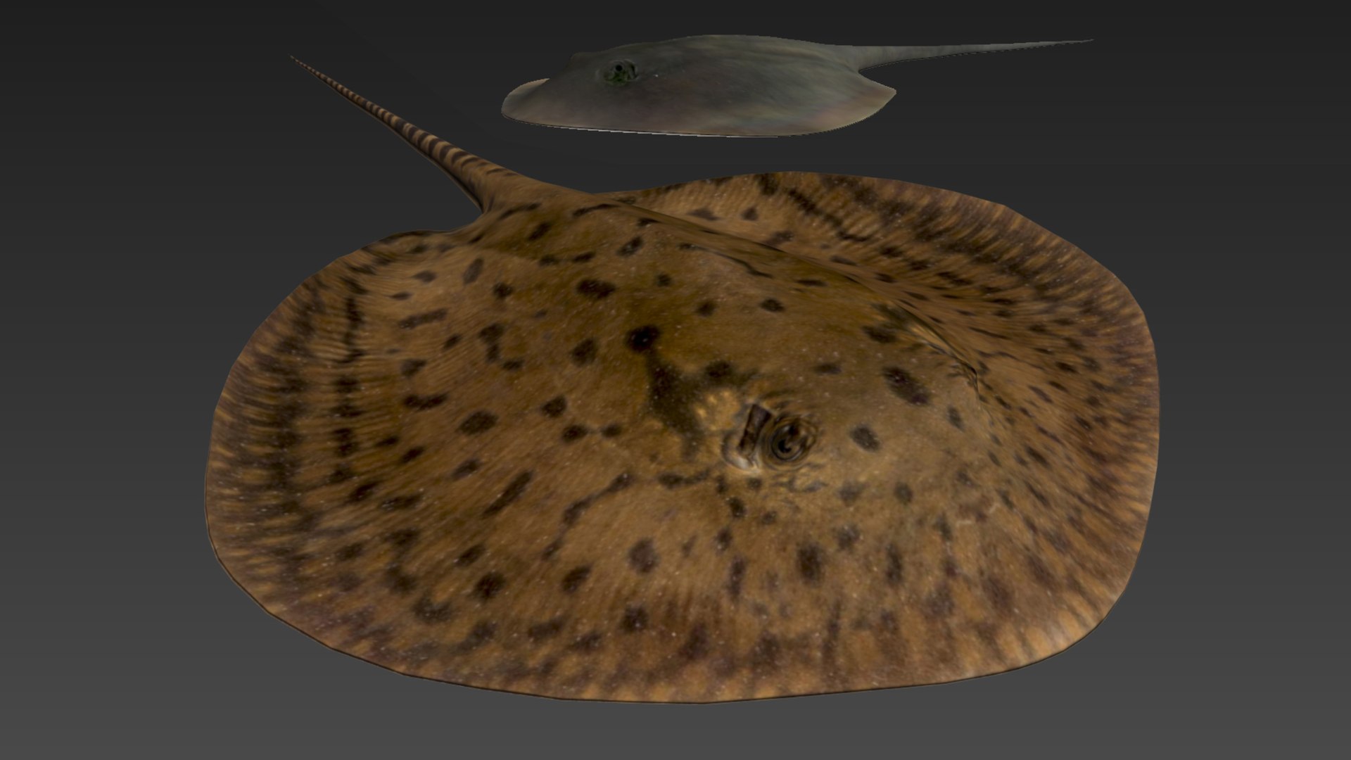 Stingray Swimming Animation 3D Model - TurboSquid 1404917