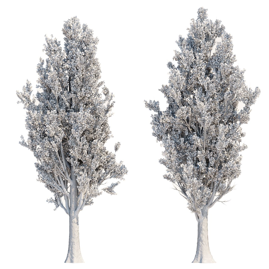 3D Poplar Populus Trees Vol 116 - TurboSquid 1977968