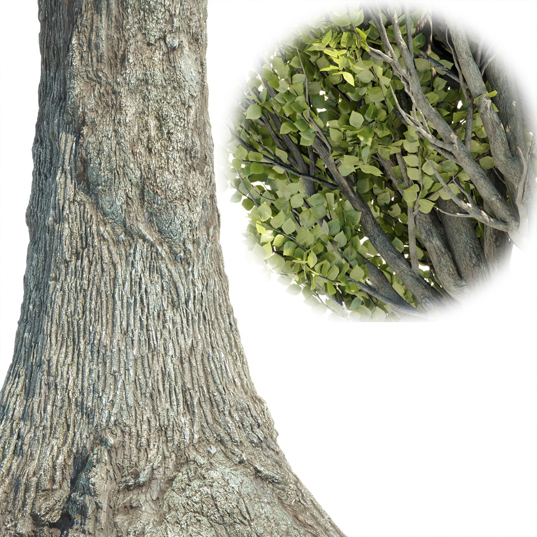 3D Poplar Populus Trees Vol 116 - TurboSquid 1977968