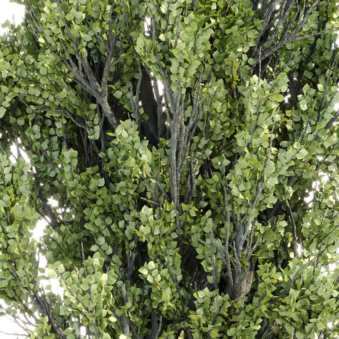 3D Poplar Populus Trees Vol 116 - TurboSquid 1977968