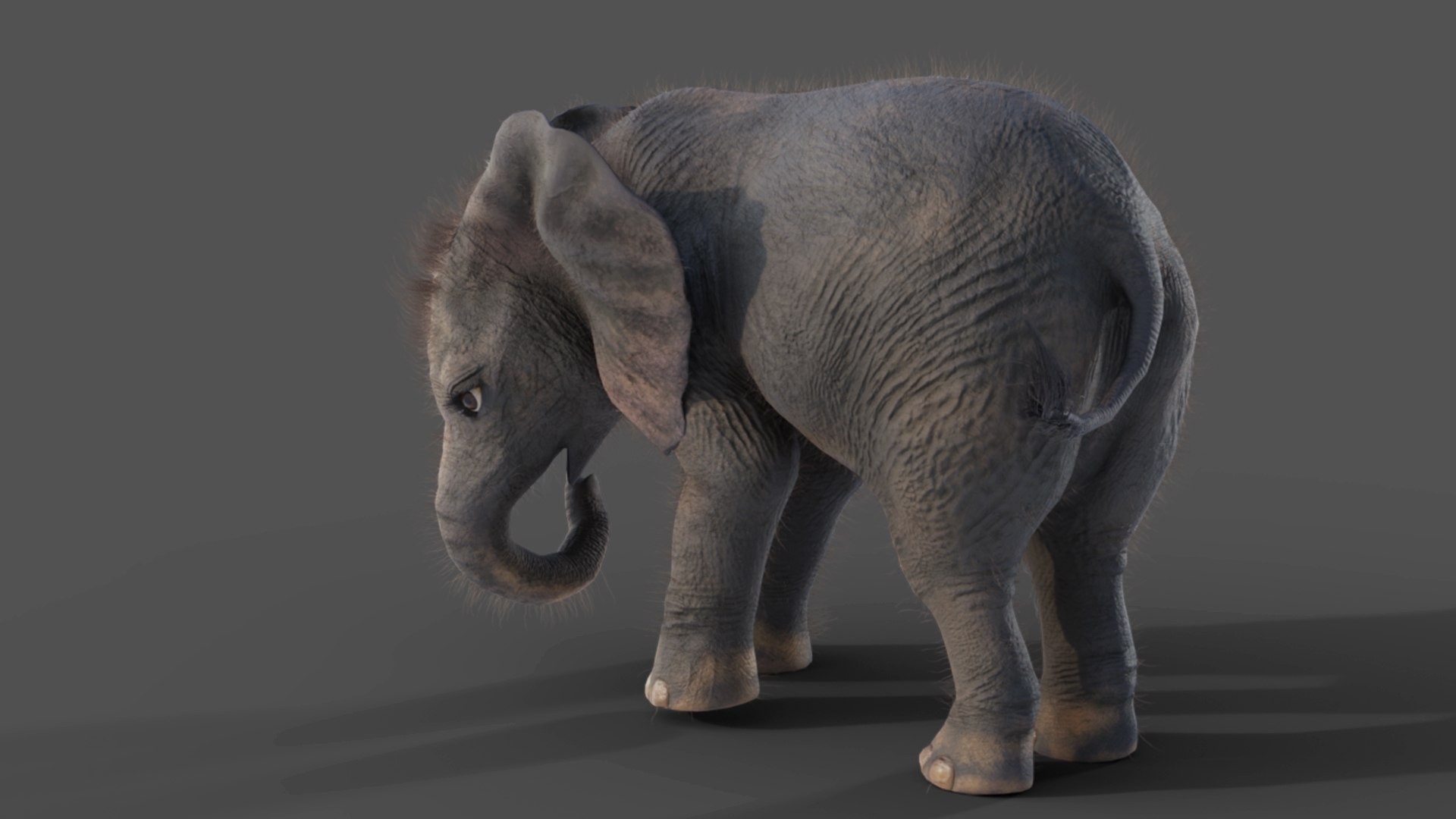 Fur Baby Elephant Rigged in Blender 3D model - TurboSquid 1949937