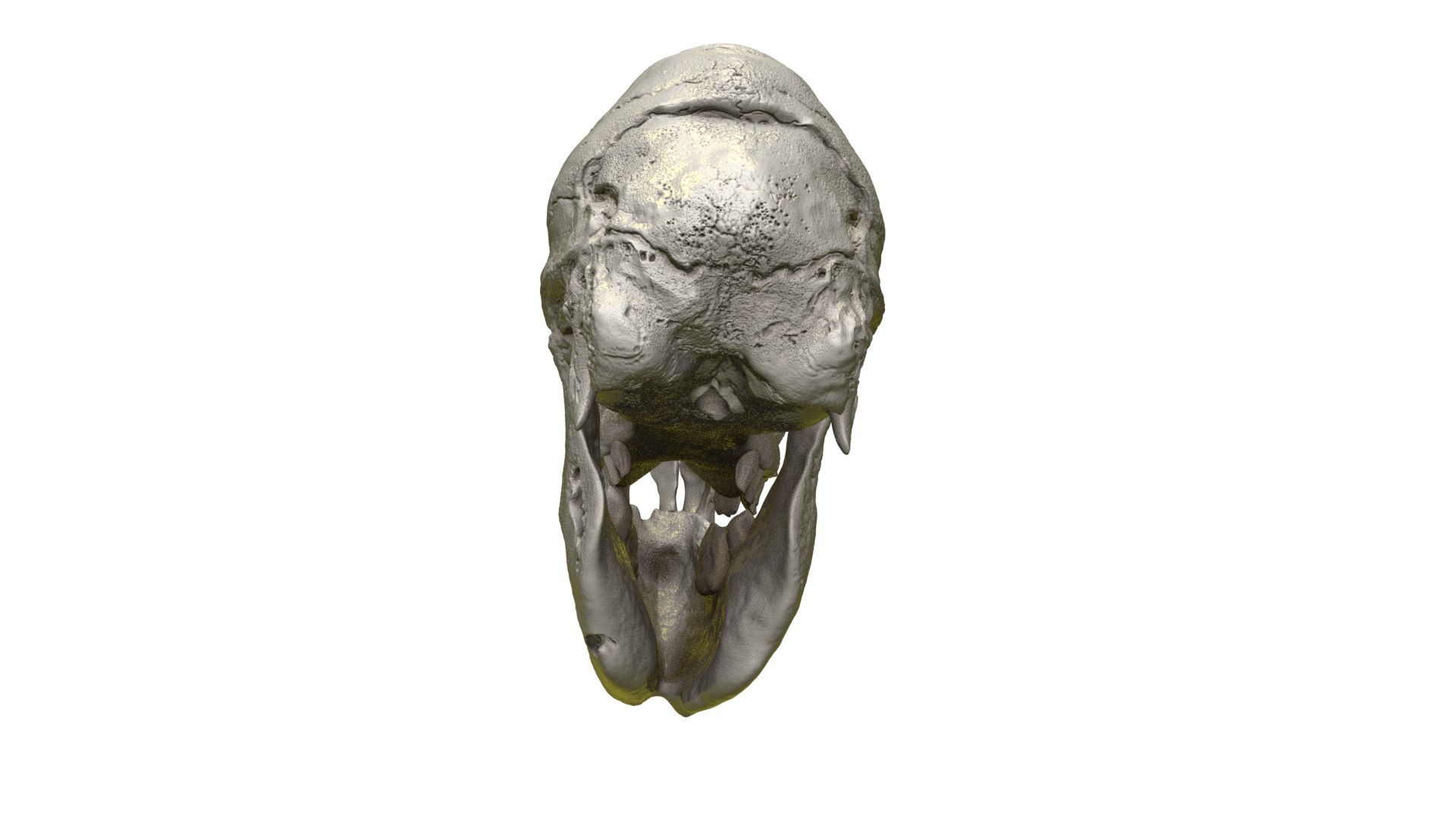 Calf Skull With Cyclopia 3D Model - TurboSquid 2062144