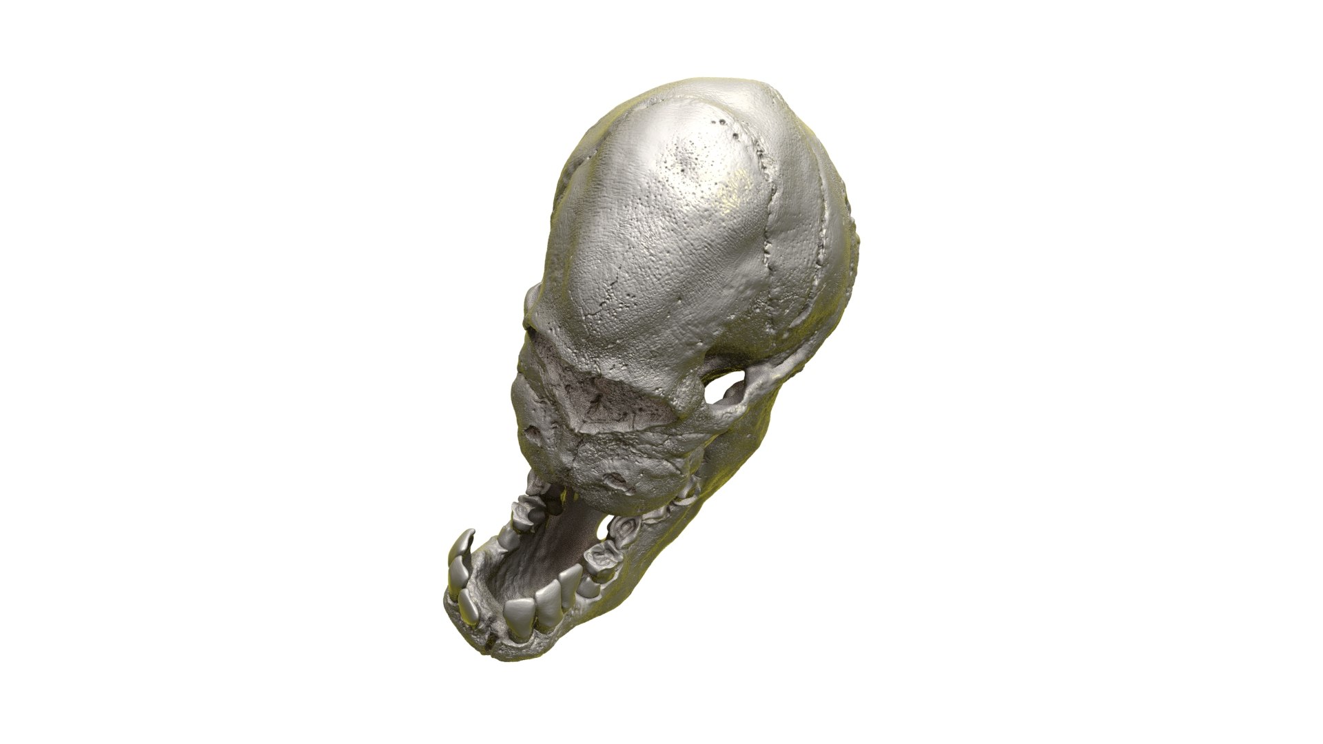 Calf Skull With Cyclopia 3D Model - TurboSquid 2062144