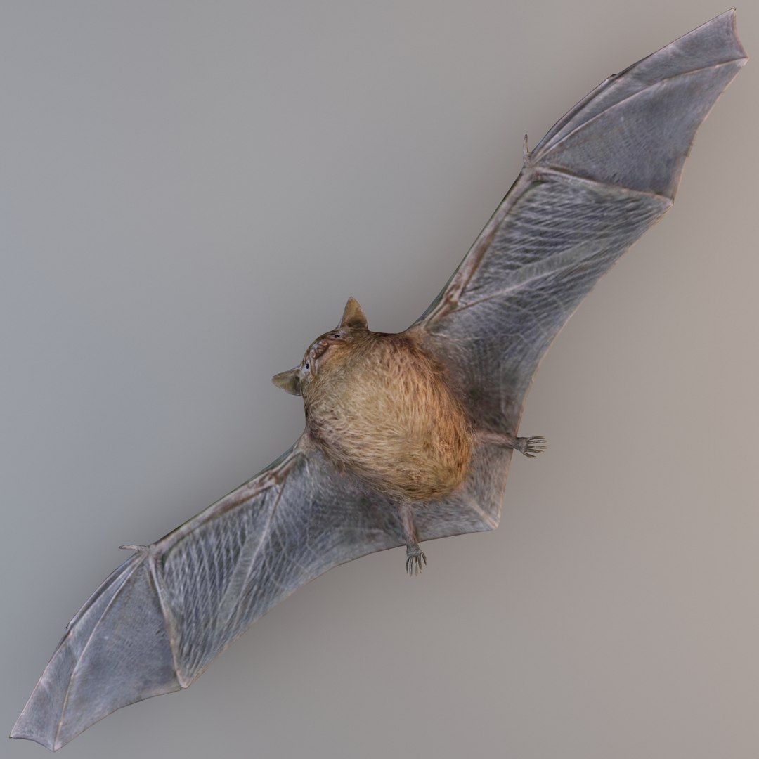 3ds max brown bat